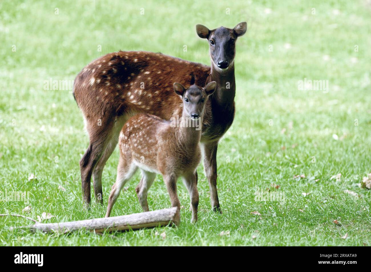 Philippine Spotted Deer, female with young (Cervus alfredi Stock Photo ...