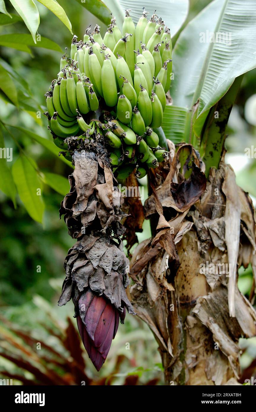 Bananas (Musa paradisiaca Stock Photo - Alamy