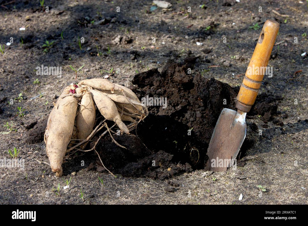 Dahlia roots beeing planted, Dahlia tubers are planted, Roots, planted ...