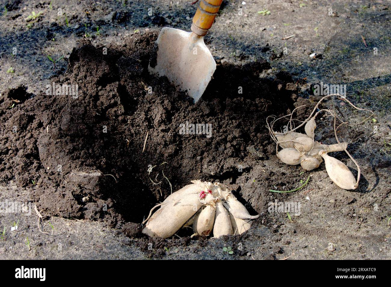 Dahlia roots hi-res stock photography and images - Alamy