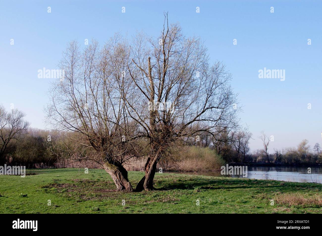 Willow Tree (Salix) in spring, North Rhine-Westphalia, Germany Stock ...
