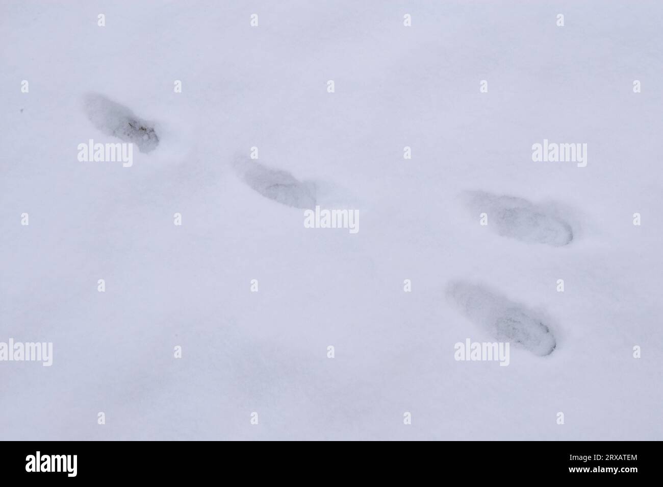 Brown hare tracks in snow hi-res stock photography and images - Alamy
