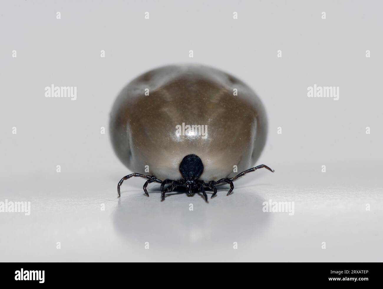 European Castor Bean Tick (Ixodes ricinus), full, Germany, cut out ...