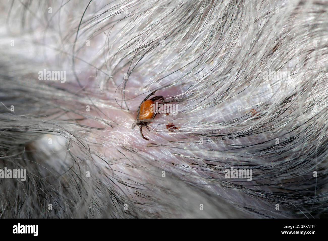 European Castor Bean Tick (Ixodes ricinus) in fur of Dog Stock Photo ...