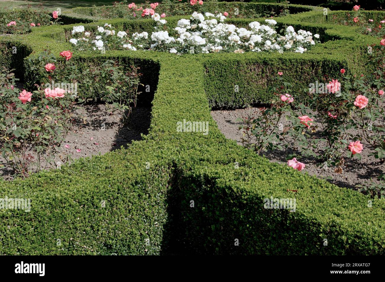 Shrub rose (Rosa) and box hedge, box (Buxus sempervirens), rose garden ...