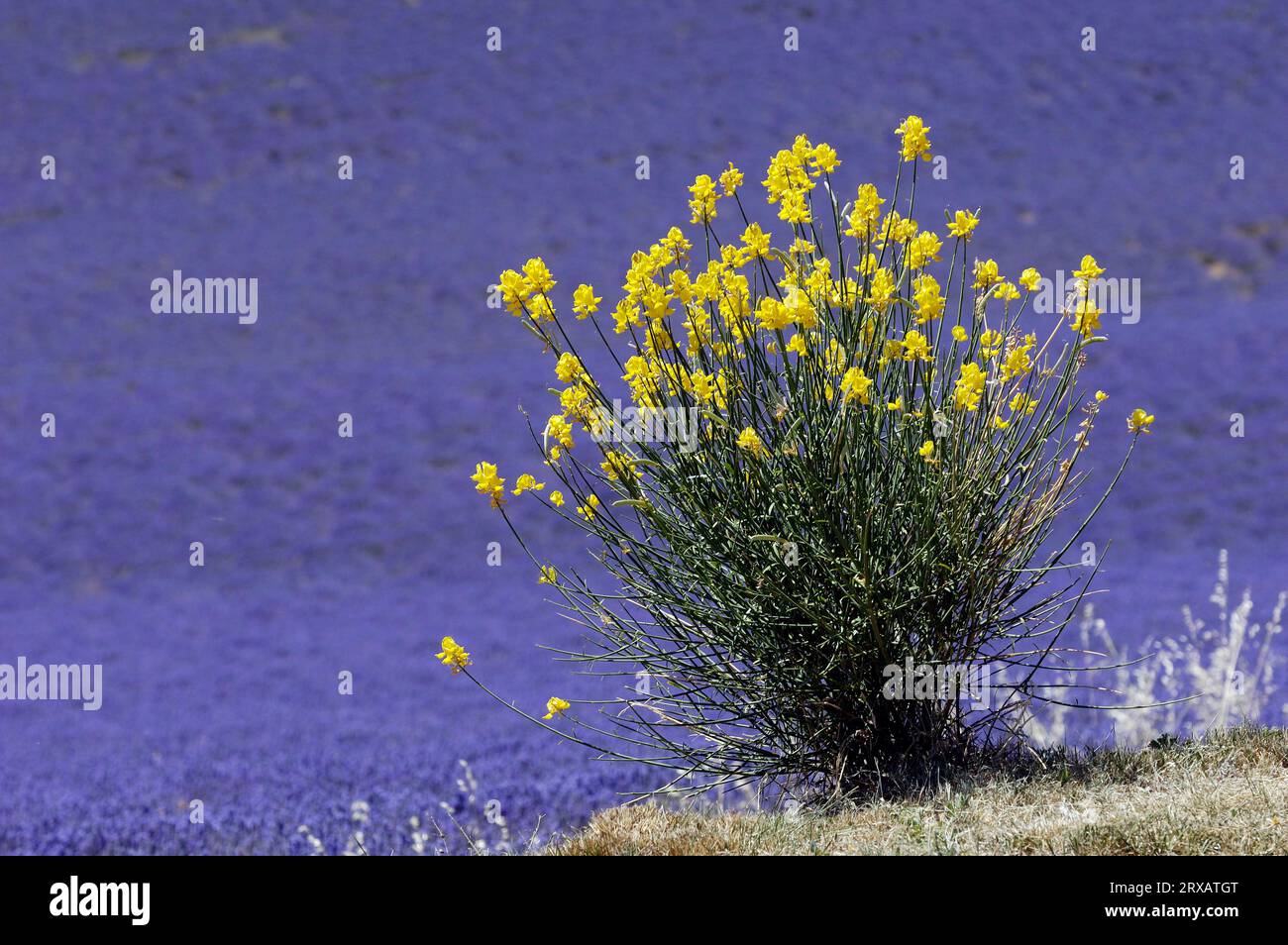 Spartium (Spartium junceum) in front of a lavender field, Provence ...