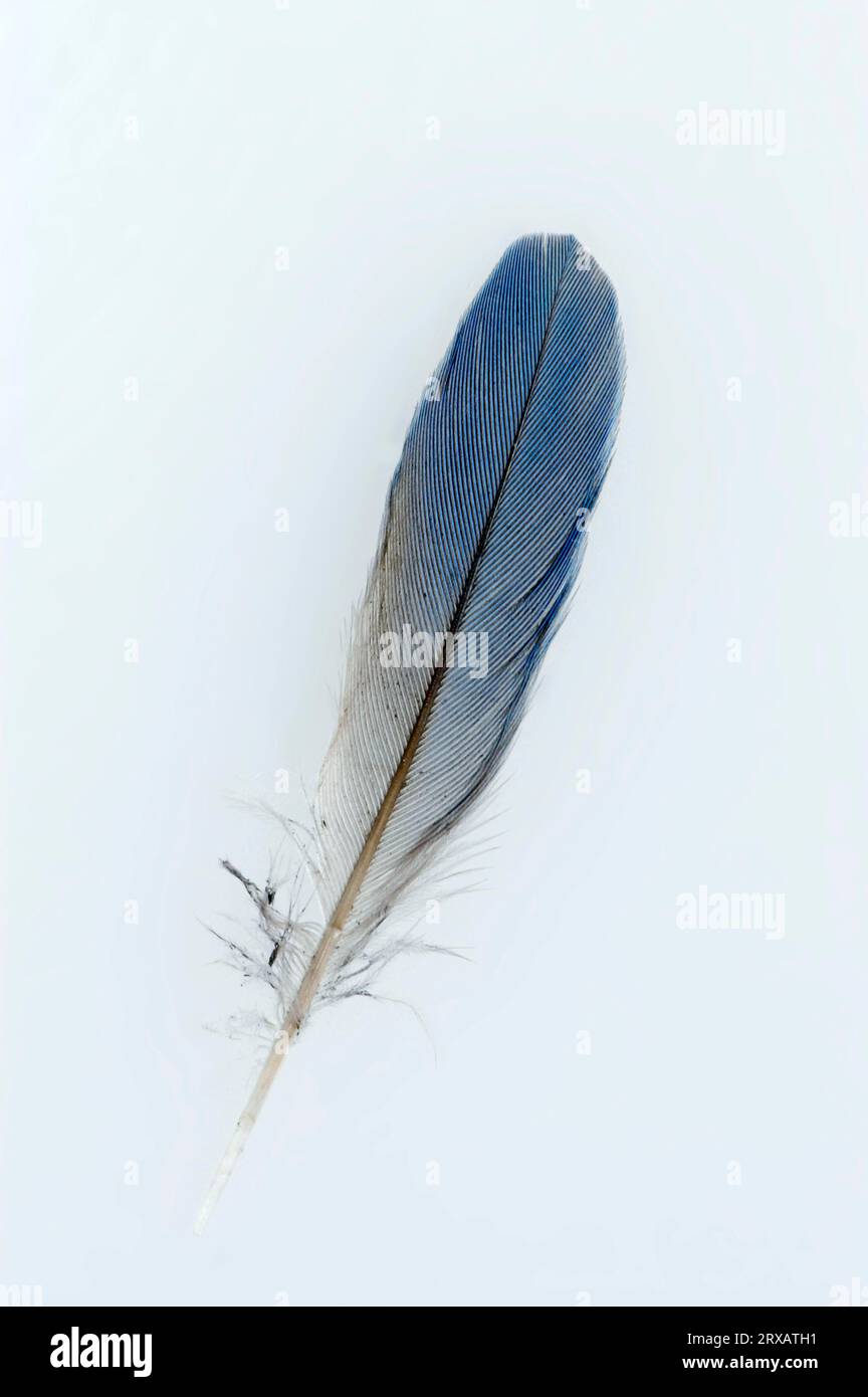 Kingfisher, tail feather, common kingfishers (Alcedo atthis Stock Photo ...