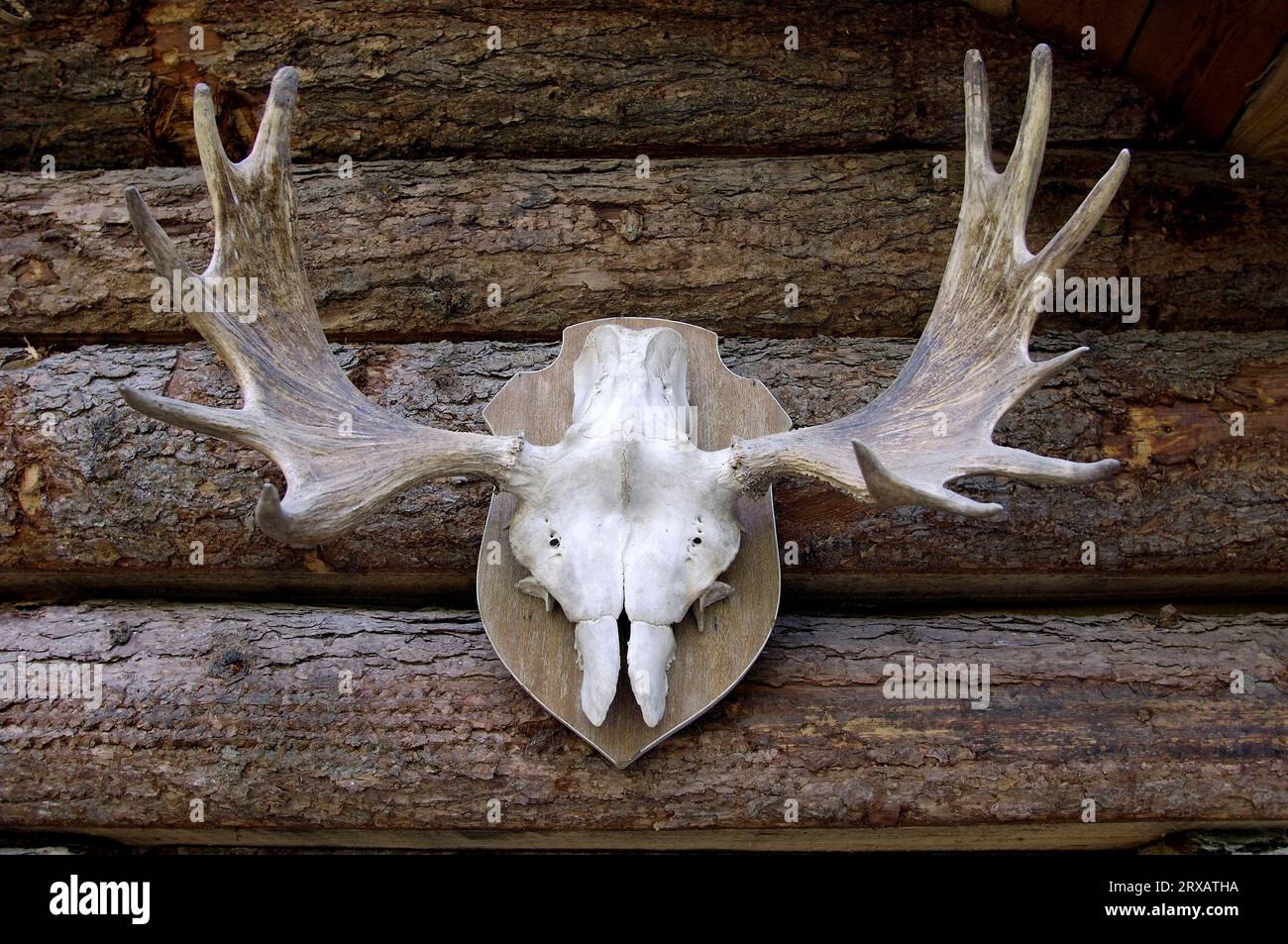 Moose antlers skull hi-res stock photography and images - Alamy