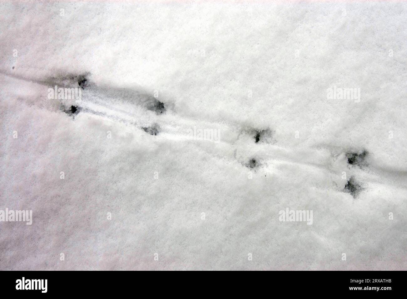 Rat footprint hi-res stock photography and images - Alamy