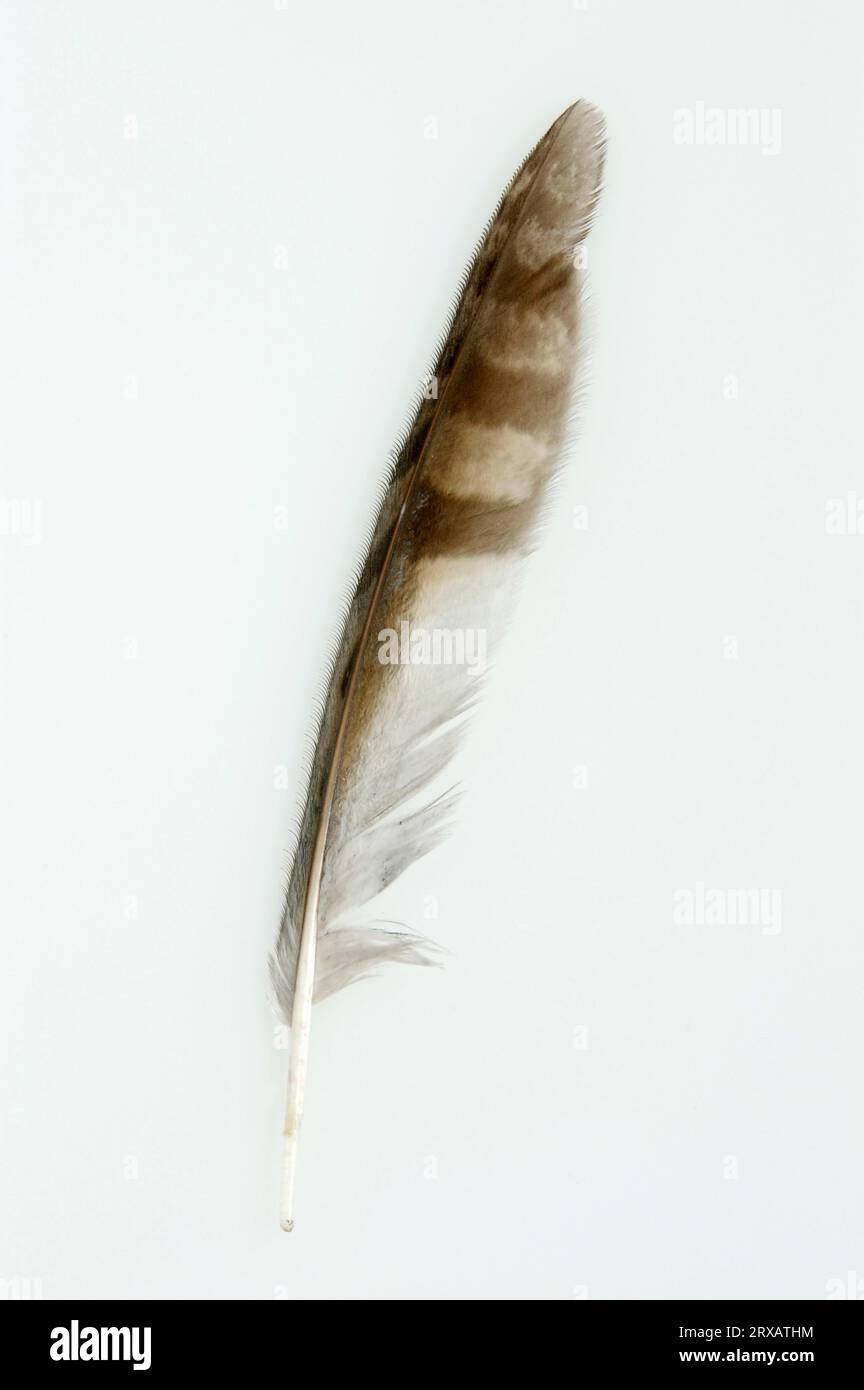 Tawny Owl (Strix aluco), feather of hand wings Stock Photo - Alamy