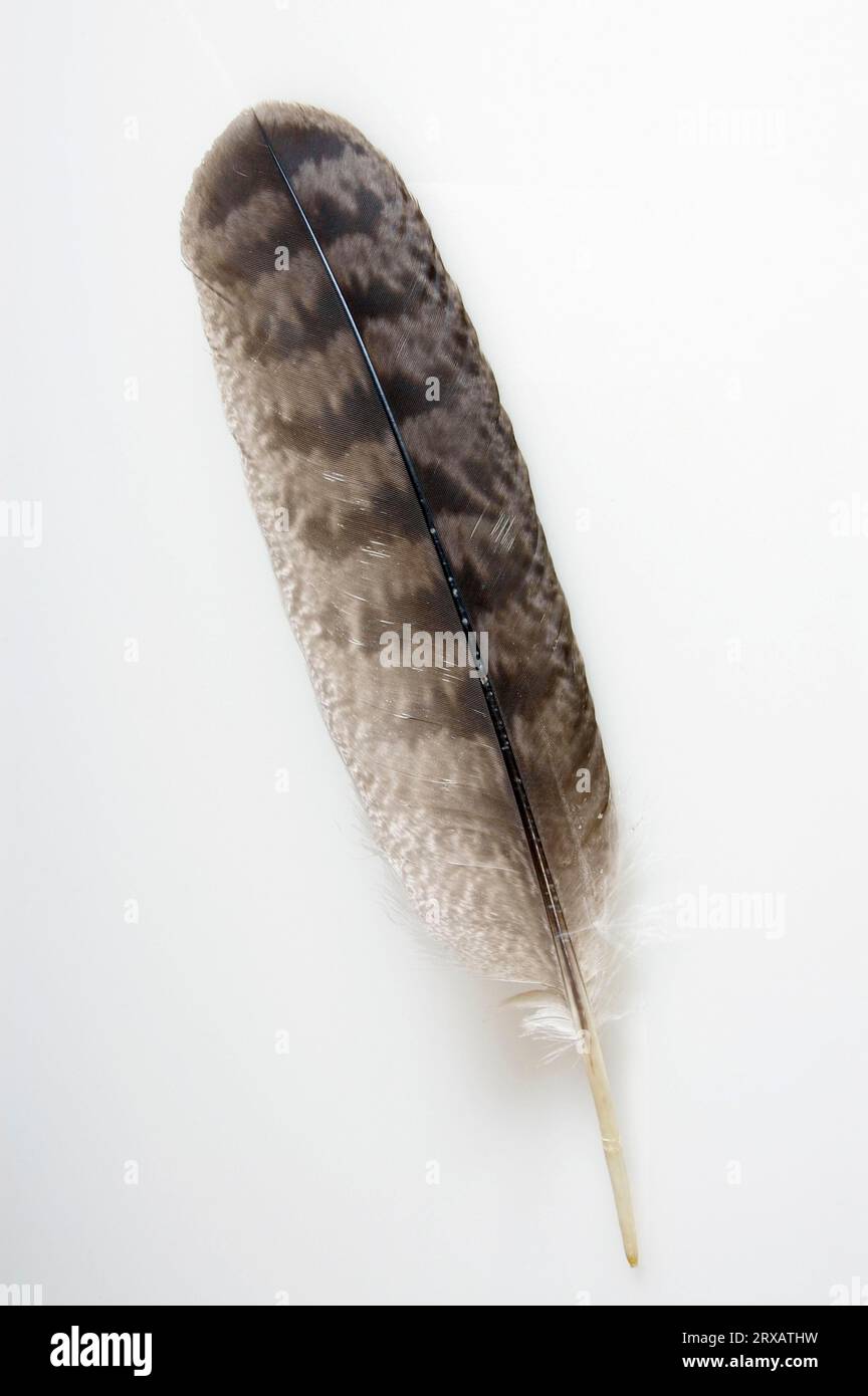 Harpia harpyja american harpy eagle hi-res stock photography and images ...