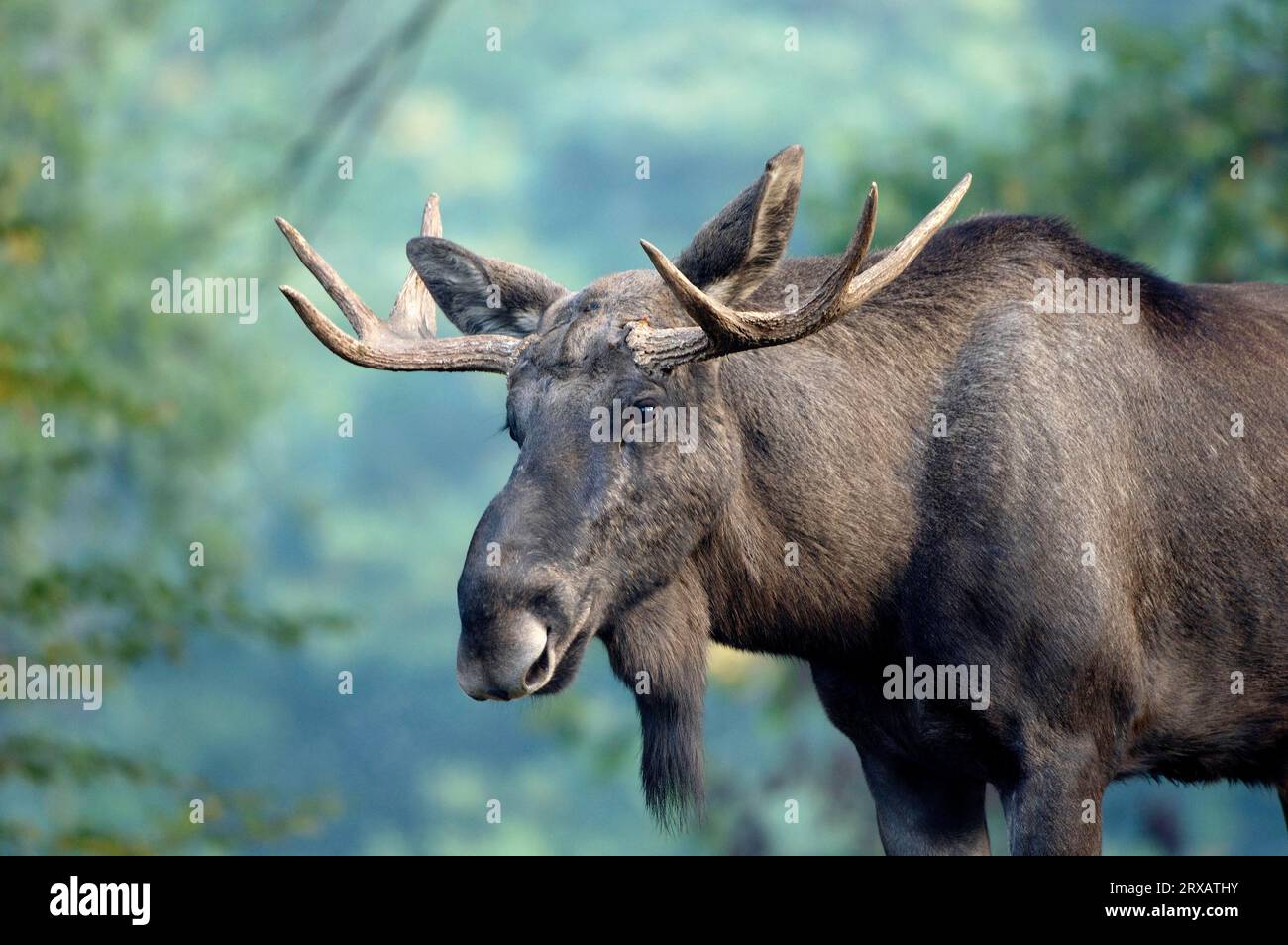 Mature bull elk europe hi-res stock photography and images - Alamy