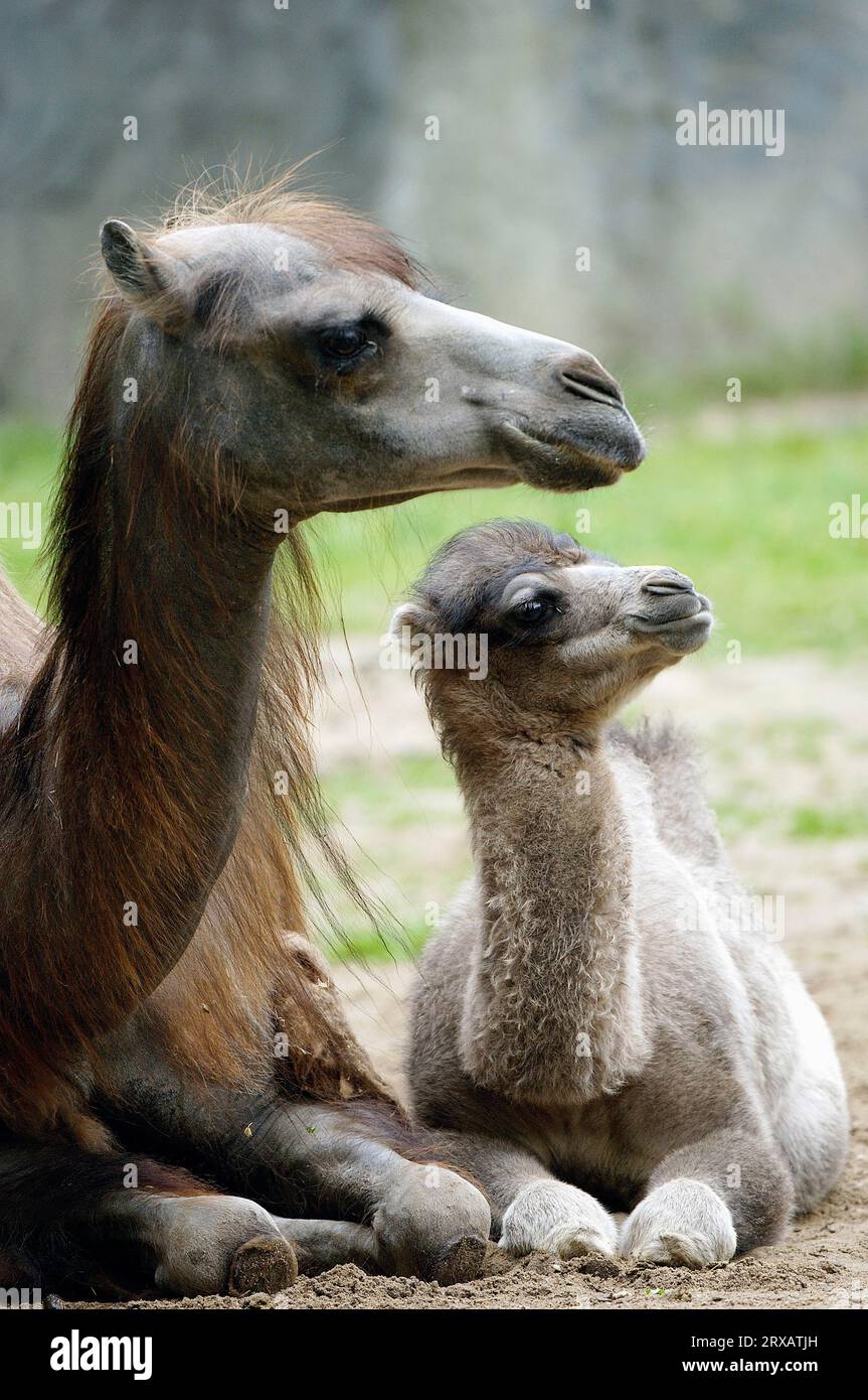 Two-humped Camel, female with young, Bactrian Camel (Camelus bactrianus Stock Photo - Alamy