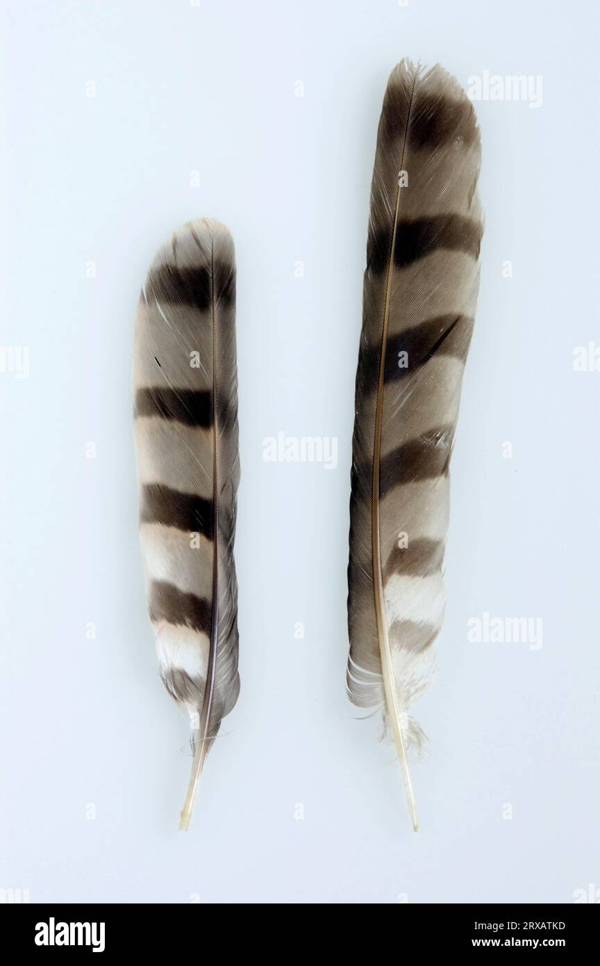 Northern Sparrow Hawk, male and female tail feathers (Accipiter nisus ...
