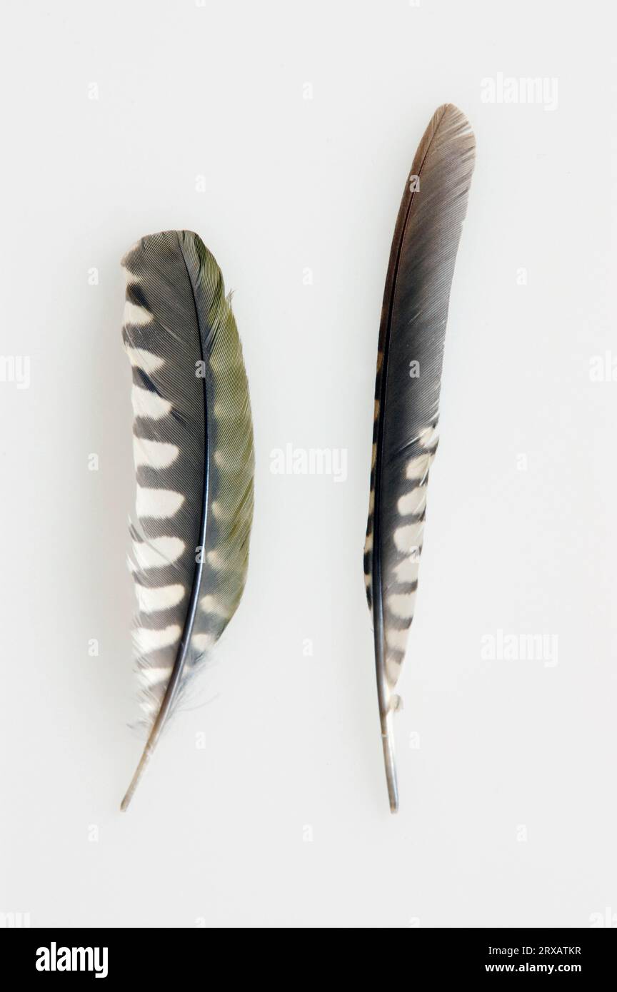 Handwings hi-res stock photography and images - Alamy