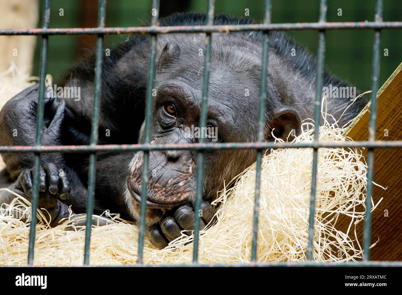 Chimpanzee in cage hi-res stock photography and images - Alamy