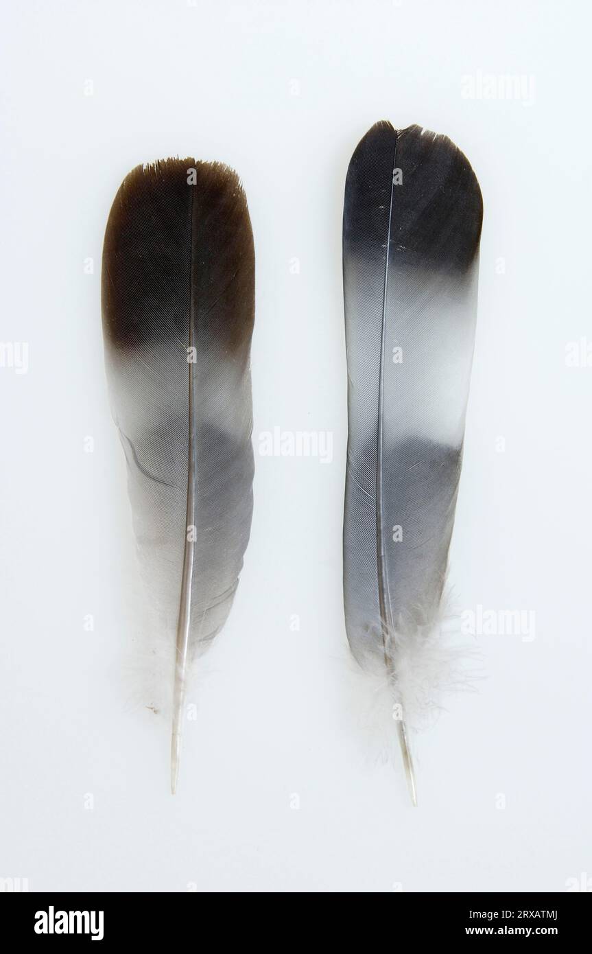 Common wood pigeon (Columba palumbus), tail feathers Stock Photo - Alamy
