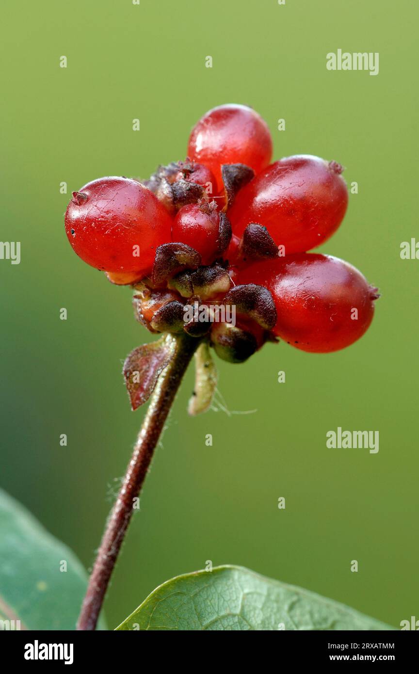 Honeysuckle (Lonicera periclymenum) berries, North Rhine-Westphalia ...