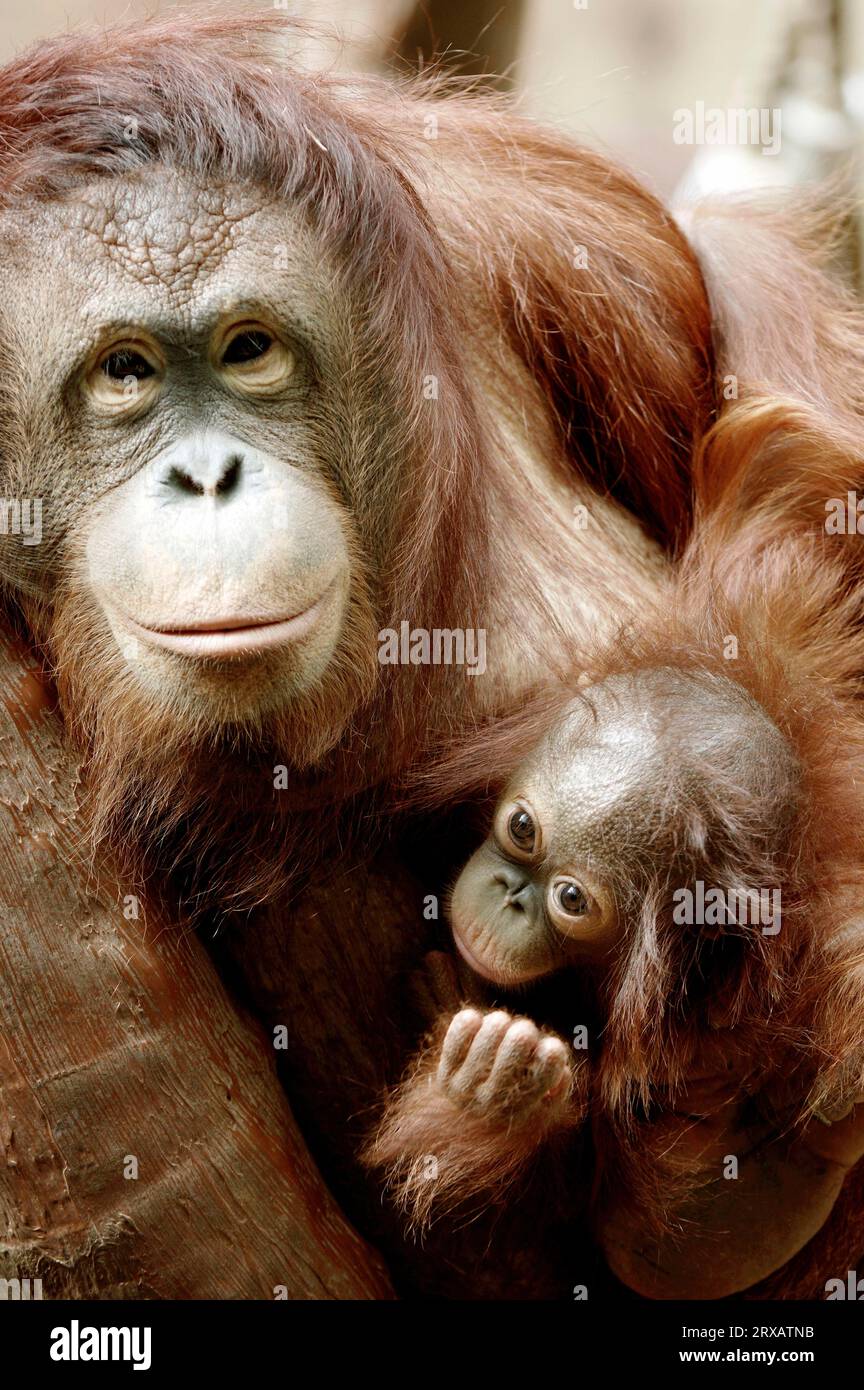 Borneo Orang-utans, female with young (Pongo pygmaeus pygmaeus Stock ...