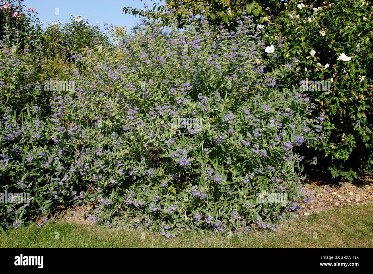 Bluebeard (Caryopteris x clandonensis), Bluemist Shrub, Blue Spirea ...
