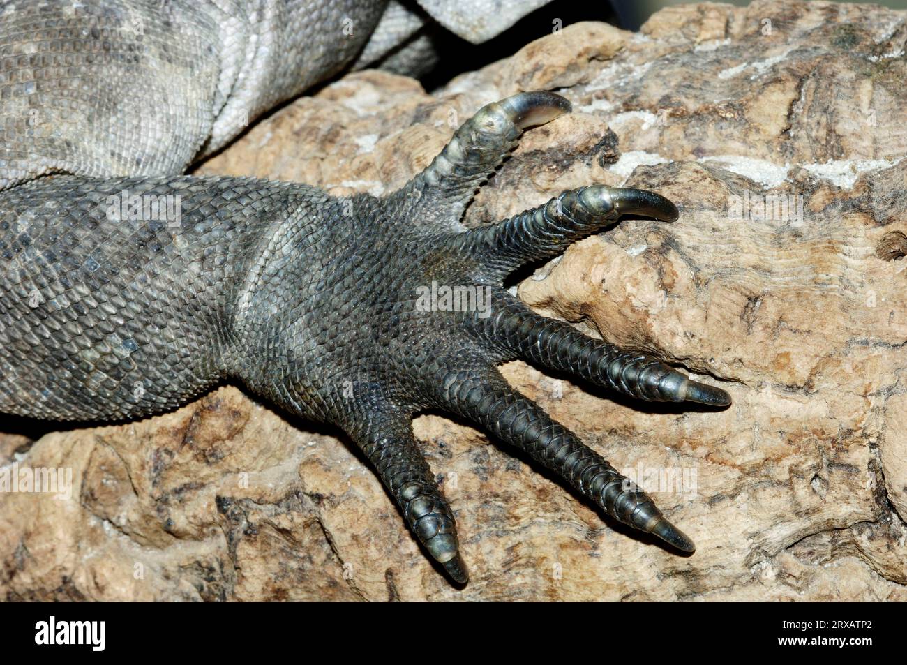 Foot of the endangered rhinoceros the rhinoceros or rhino hi-res stock ...