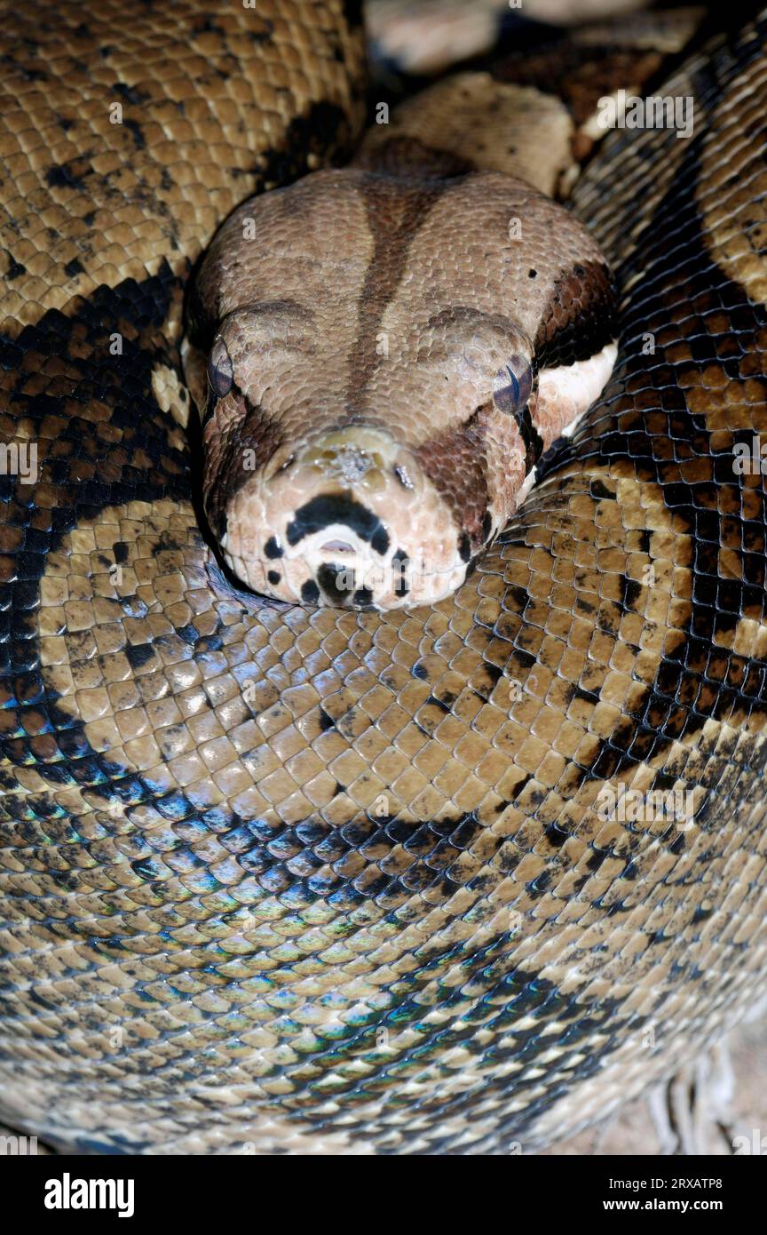 Boa constrictor (Boa constrictor), Abgottboa, Red-tailed boa Stock ...