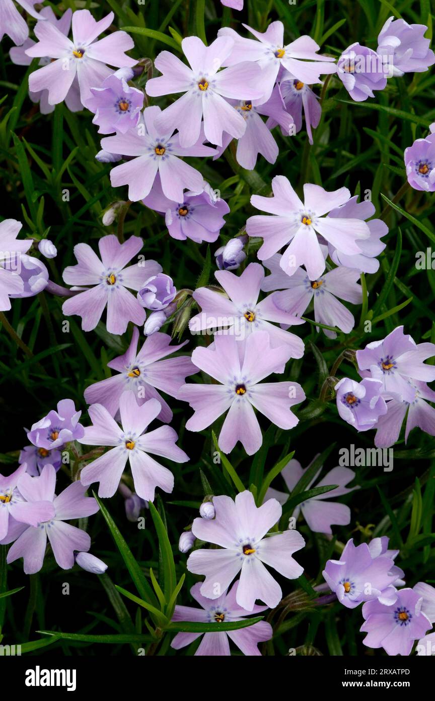 Creeping phlox (Phlox subulata), Creeping Phlox Stock Photo - Alamy