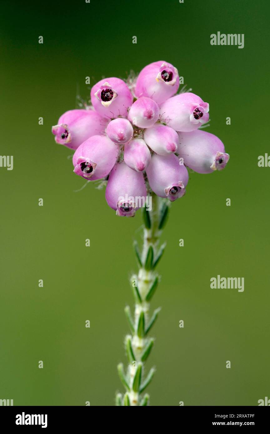 Cross-leaved Heath (Erica tetralix Stock Photo - Alamy