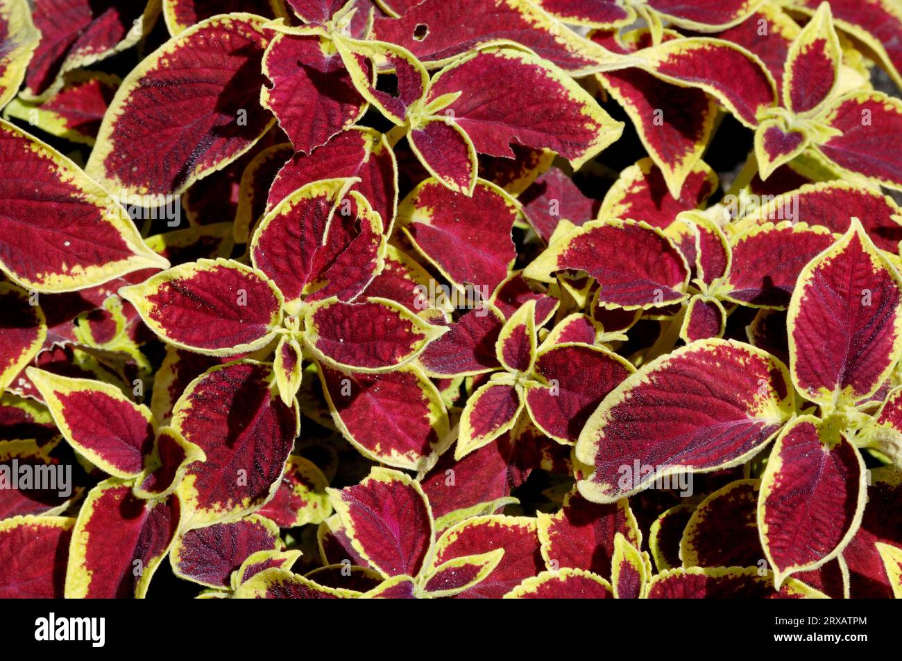 Painted Nettle (Coleus blumei) (Solenostemon scutellarioides Stock ...