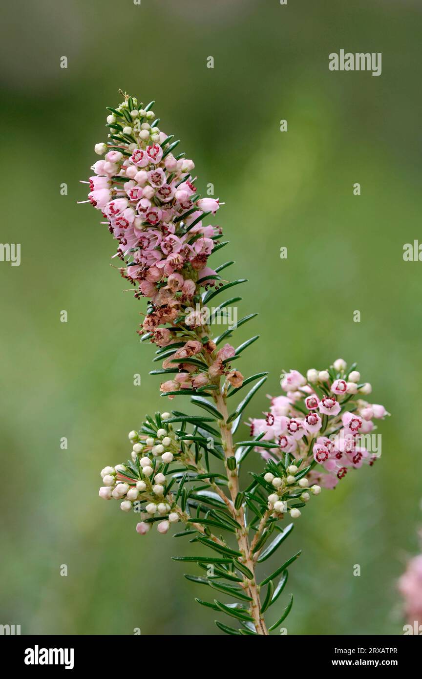 Cornish cornish heath (Erica vagans Stock Photo - Alamy