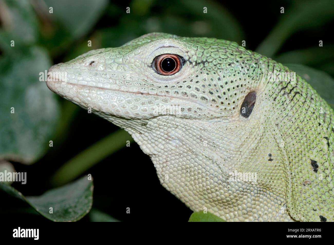 Emerald tree monitor green hi-res stock photography and images - Alamy