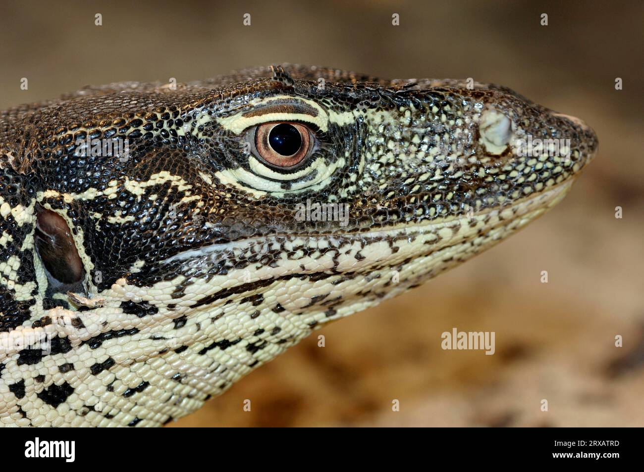 Australian sand goanna hi-res stock photography and images - Alamy