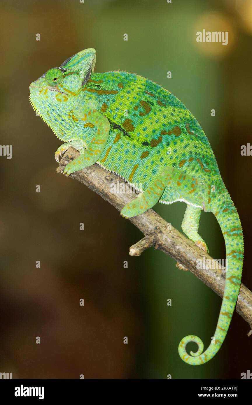 Yemen Chameleon, Cone-headed Chameleon, Veiled Chameleon (Chamaeleo ...