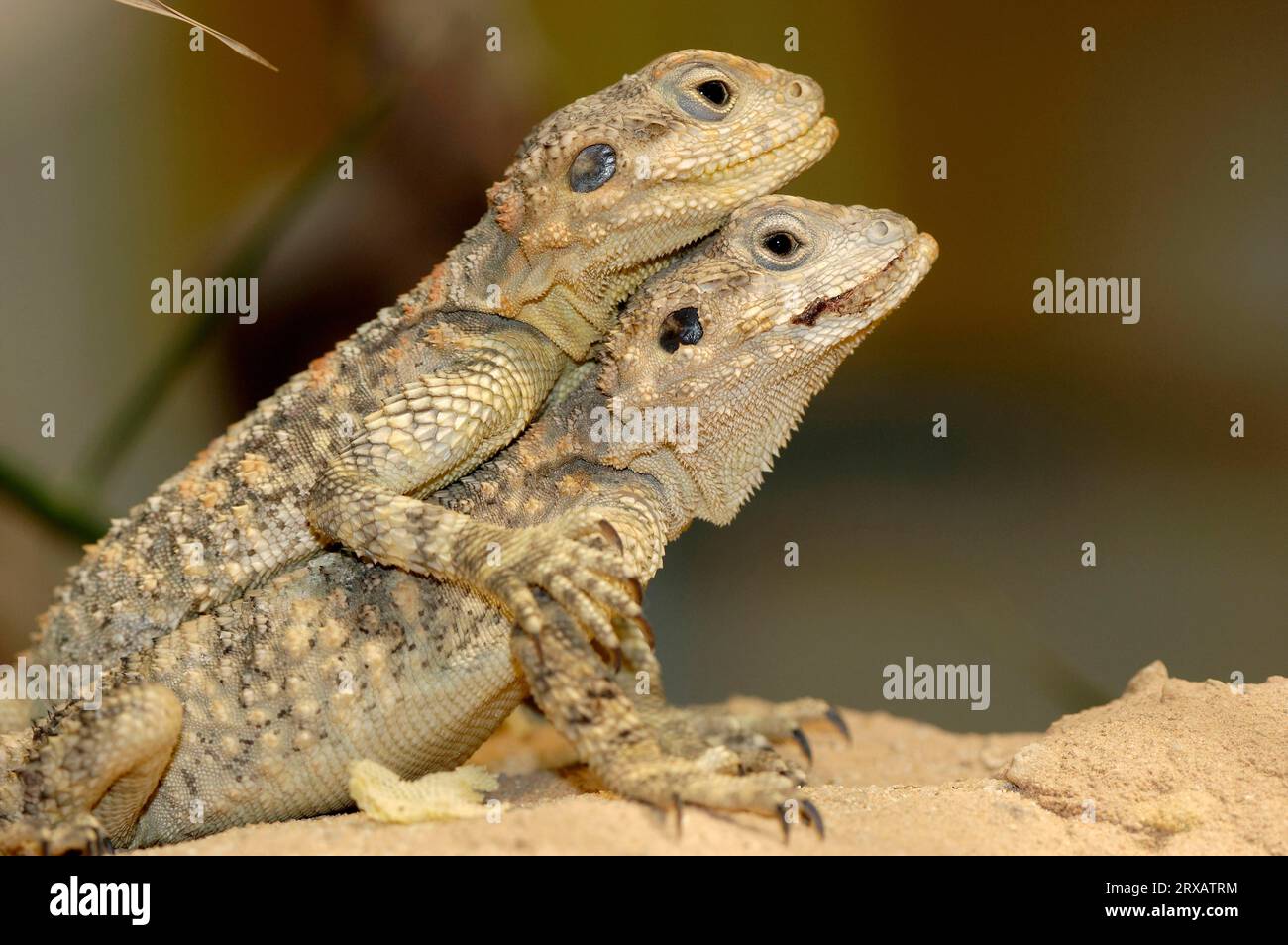 Agamids of asia hi-res stock photography and images - Alamy