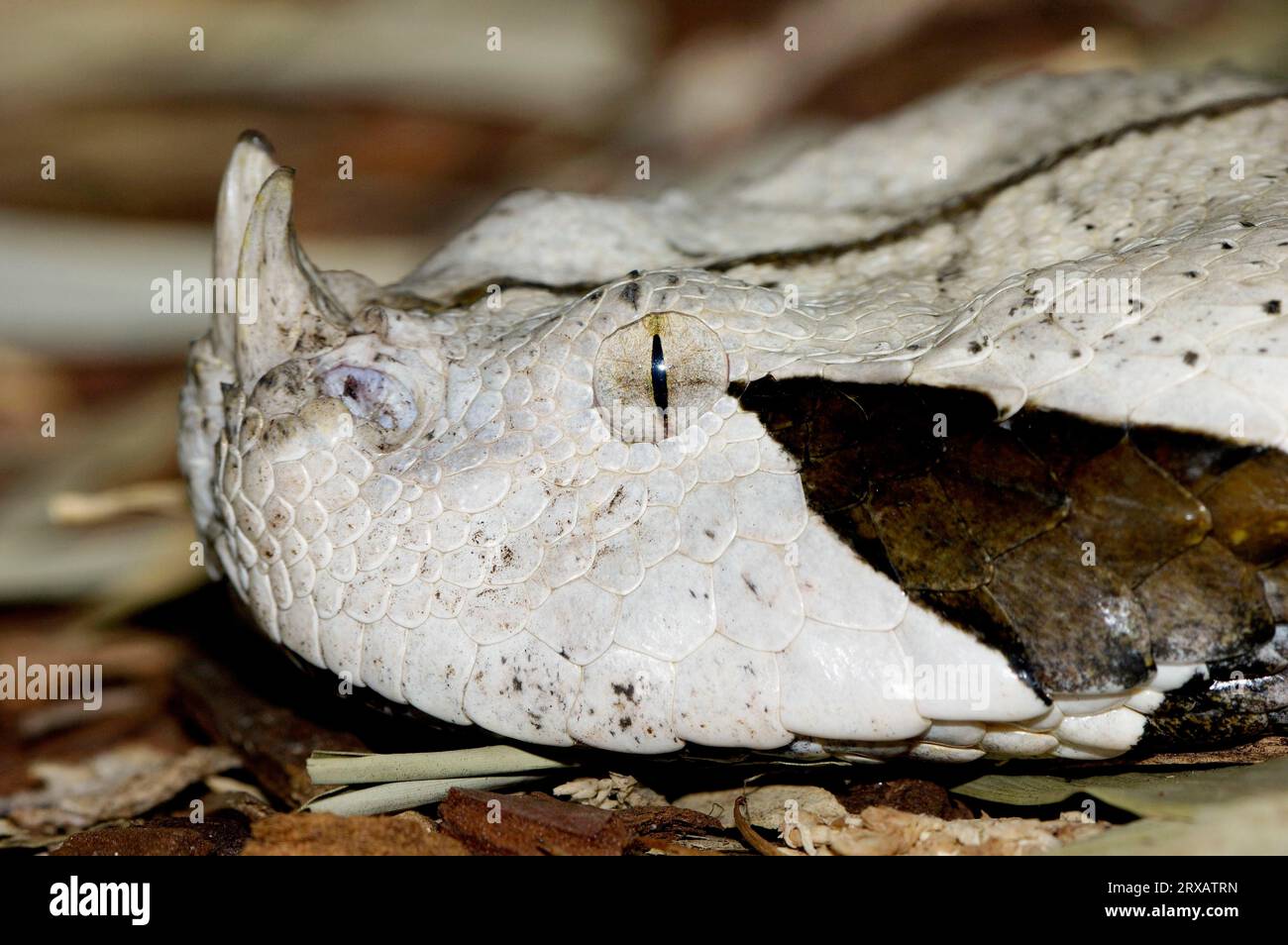 Gaboon Viper (Bitis gabonica rhinoceros Stock Photo - Alamy