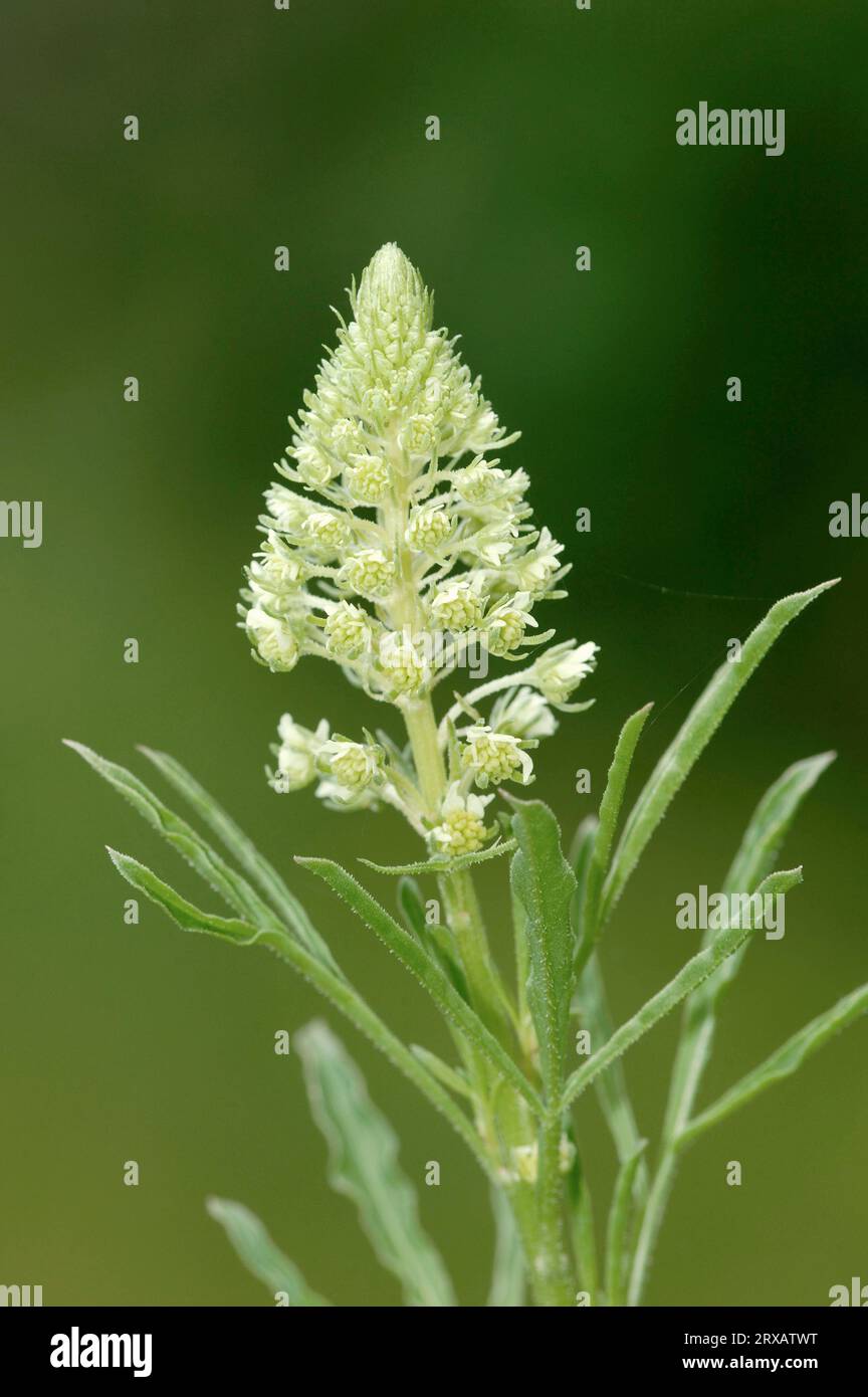 Wild mignonette (Reseda lutea), wild mignonette, Resedaceae, Germany ...