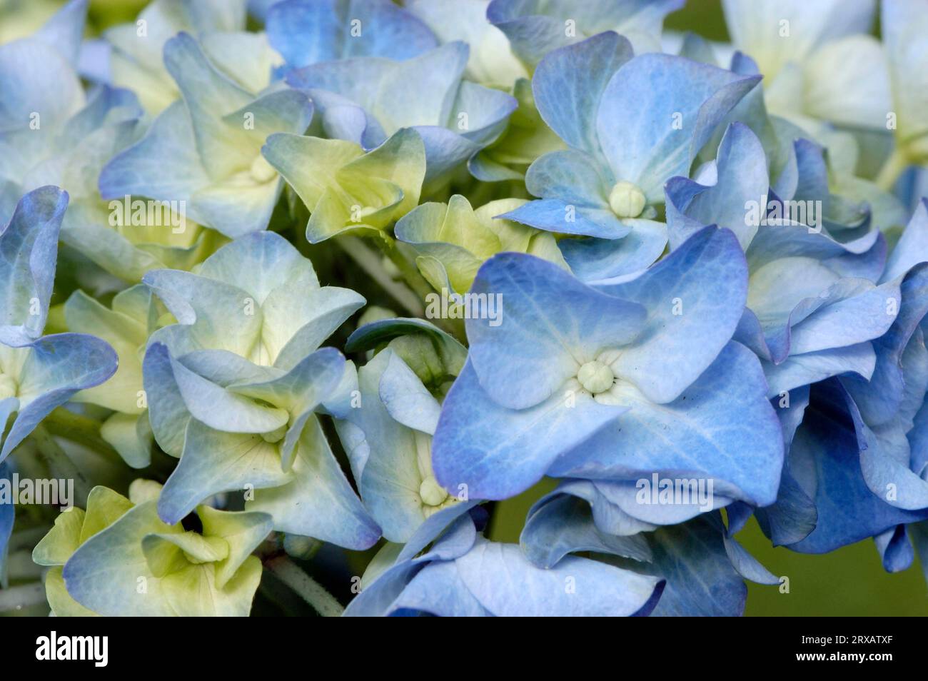 Hortensia (Hydrangea macrophylla Stock Photo - Alamy