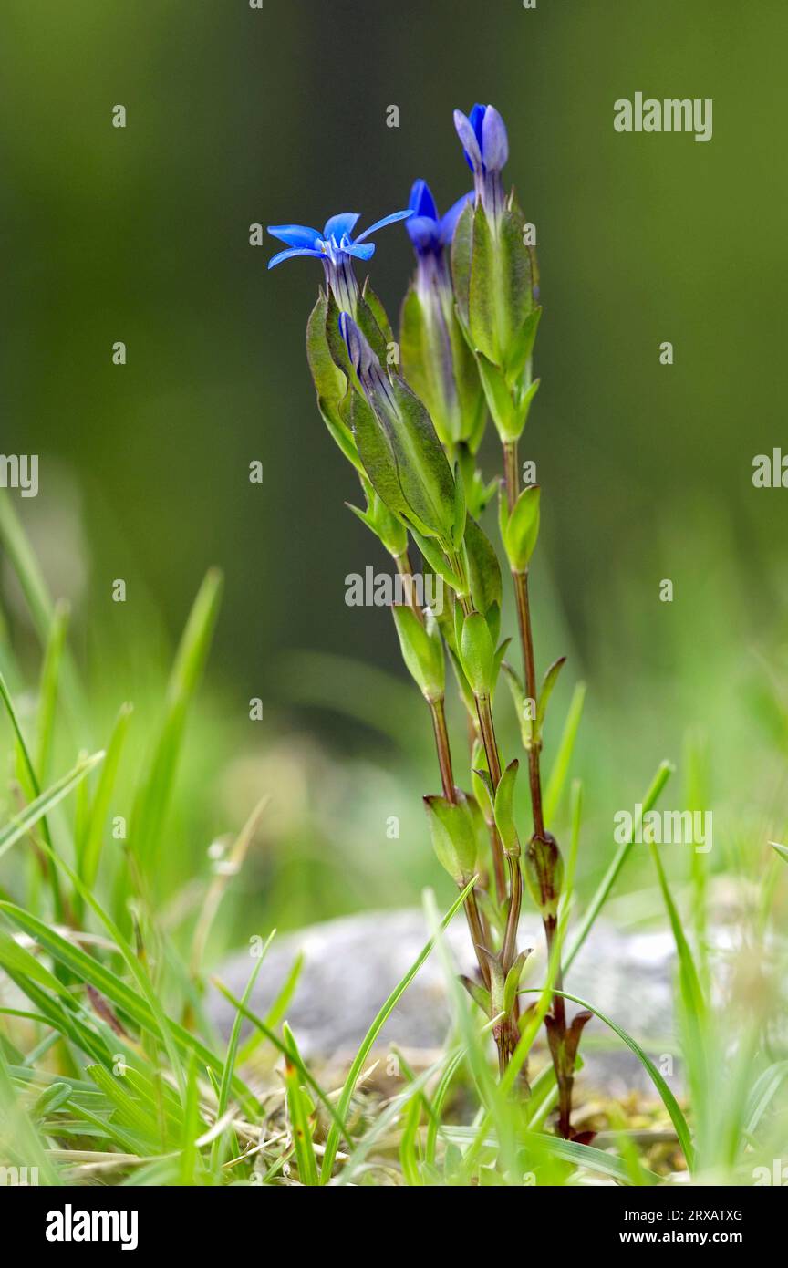 Snow Gentian, national park Berchtesgaden, Bavaria, Germany, Alpine ...