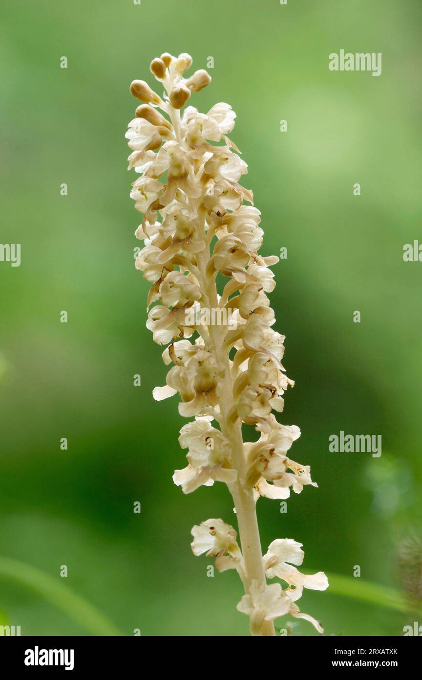 Bird's Nest Orchid, Berchtesgaden National Park, bird's-nest orchid ...
