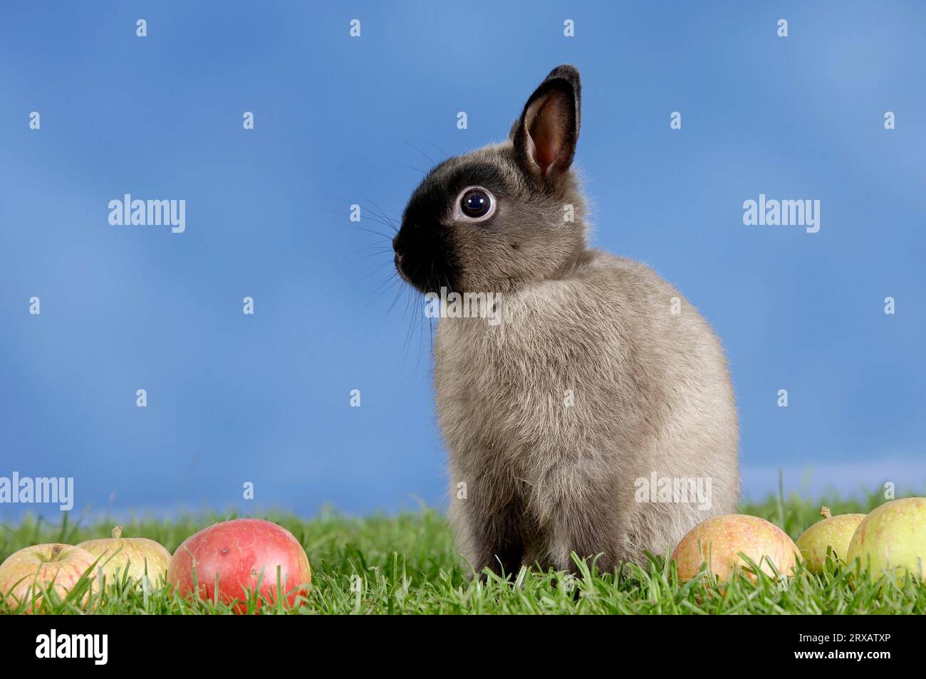 Dwarf rabbit, colour dwarf marten blue, and apples, domestic rabbit ...