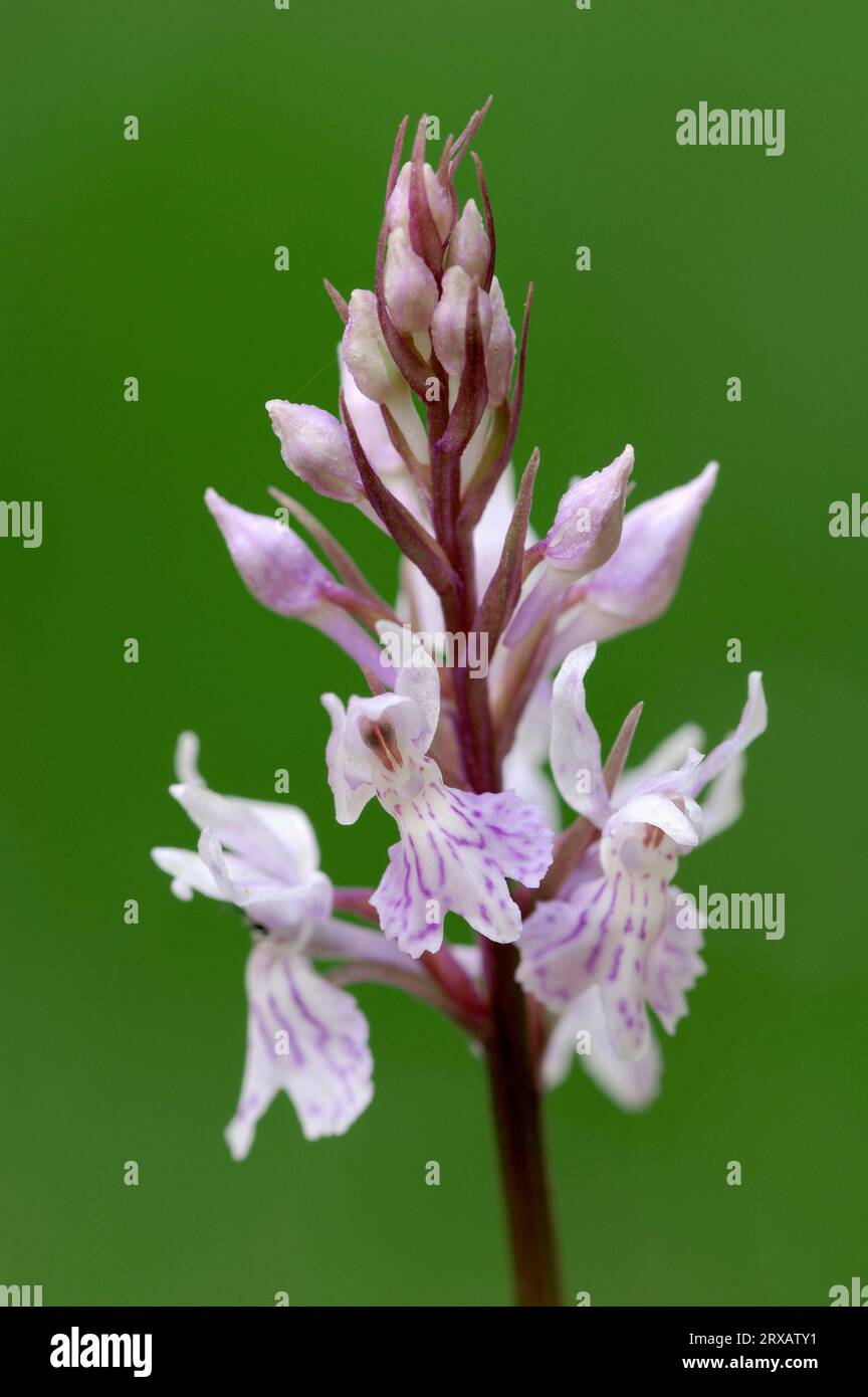 Spotted orchid, Berchtesgaden National Park, common spotted orchid ...