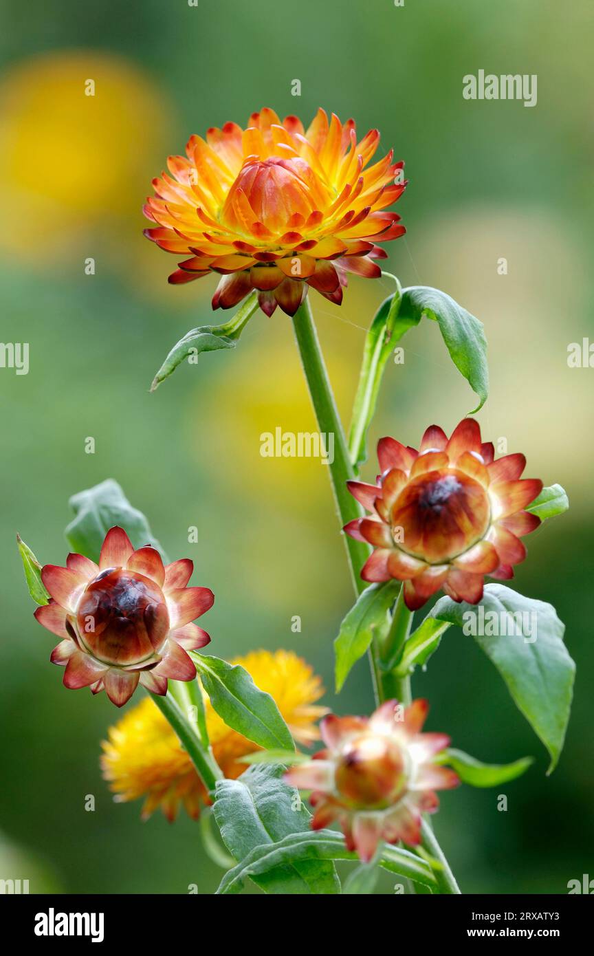 Golden everlasting (Helichrysum bracteatum Stock Photo - Alamy