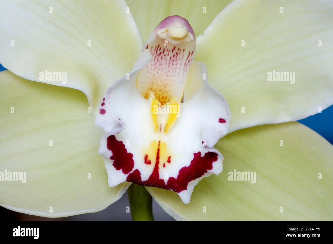 Orchid (Cymbidium), blossom detail Stock Photo - Alamy