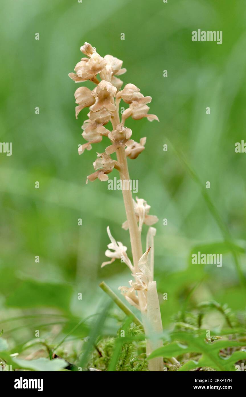 Bird's Nest Orchid, Berchtesgaden National Park, bird's-nest orchid ...