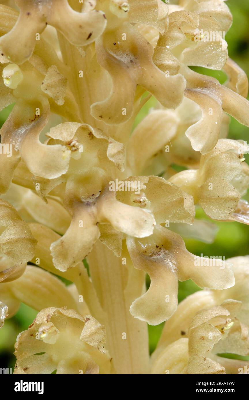 Bird's Nest Orchid, Berchtesgaden National Park, bird's-nest orchid ...