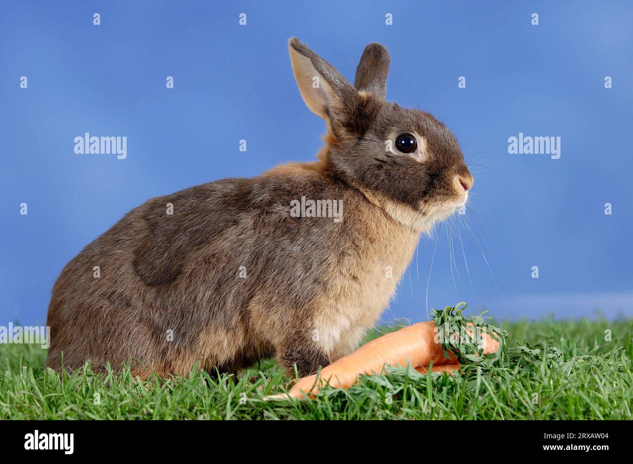 Dwarf rabbit, colour dwarf tan brown, with carrot, domestic rabbit ...