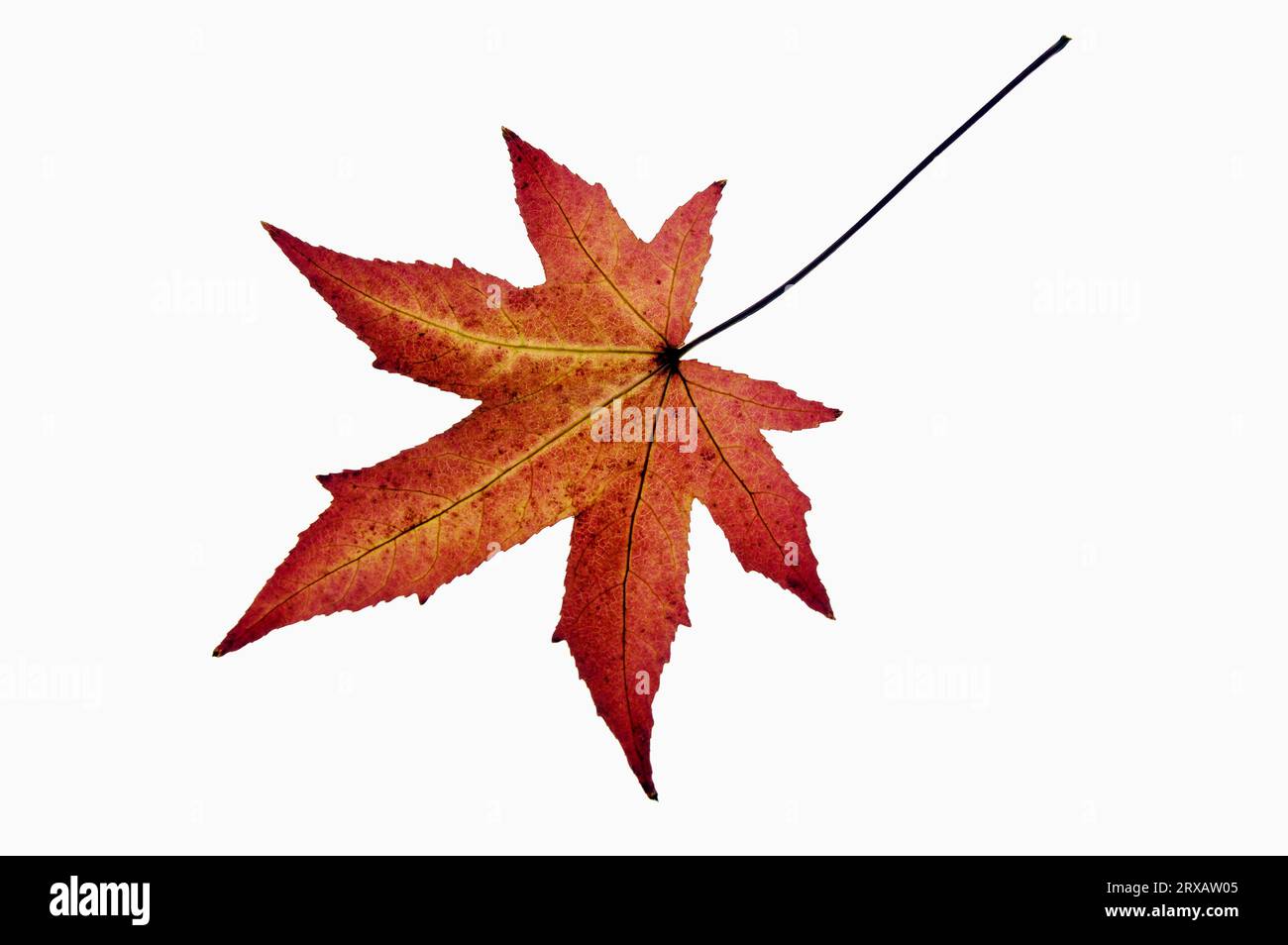 Japanese smooth japanese maple (Acer palmatum), leaf in autumn Stock ...