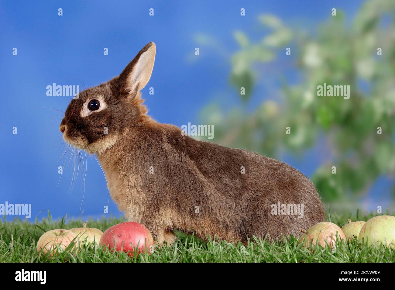 Dwarf rabbit, colour dwarf tan brown, rabbit, domestic rabbit, sideways ...