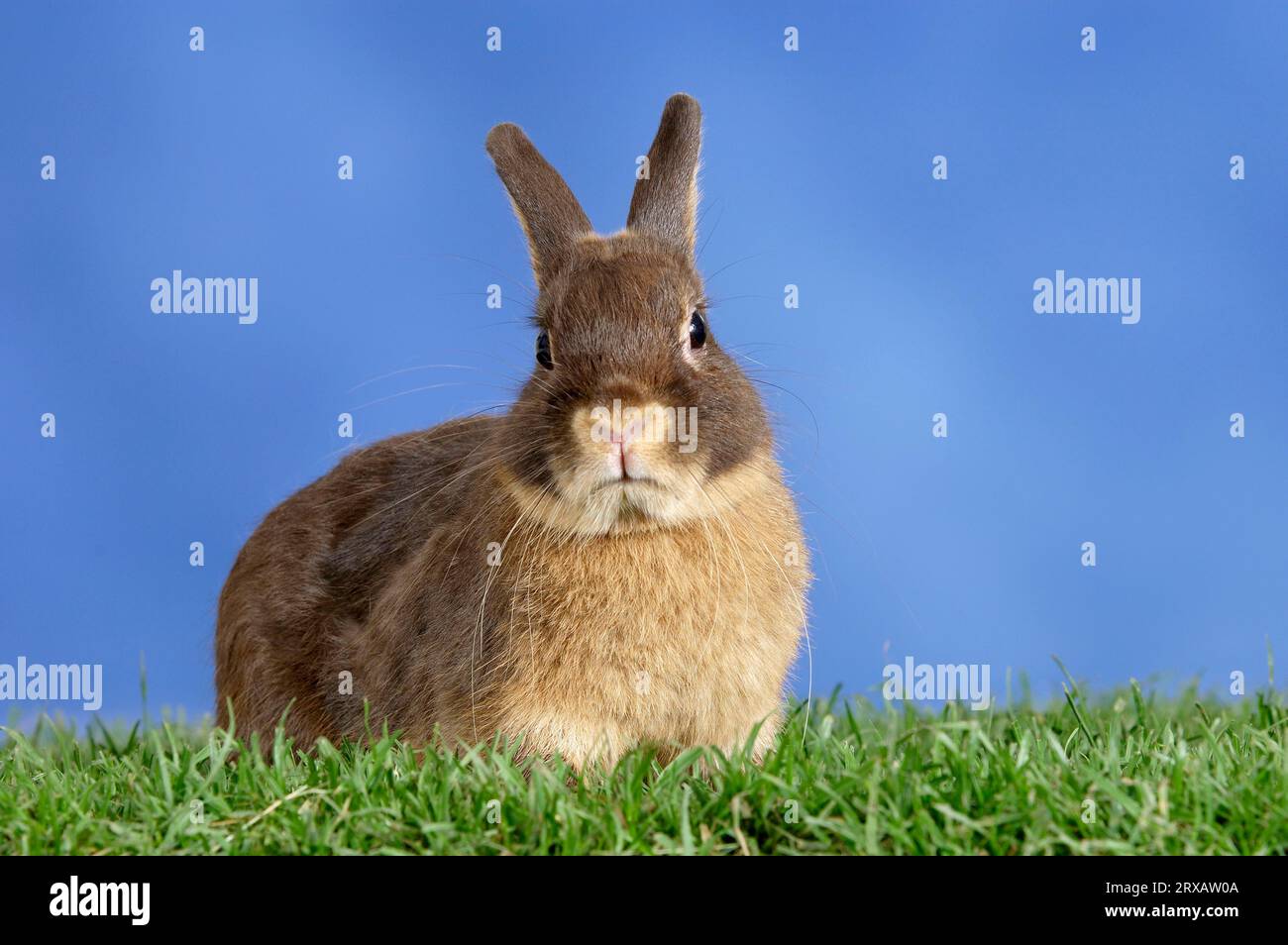Dwarf rabbit, colour dwarf tan brown, domestic rabbit Stock Photo - Alamy