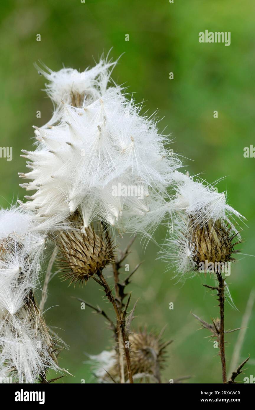 Common thistle, fruiting, North Rhine-Westphalia, spear thistle ...